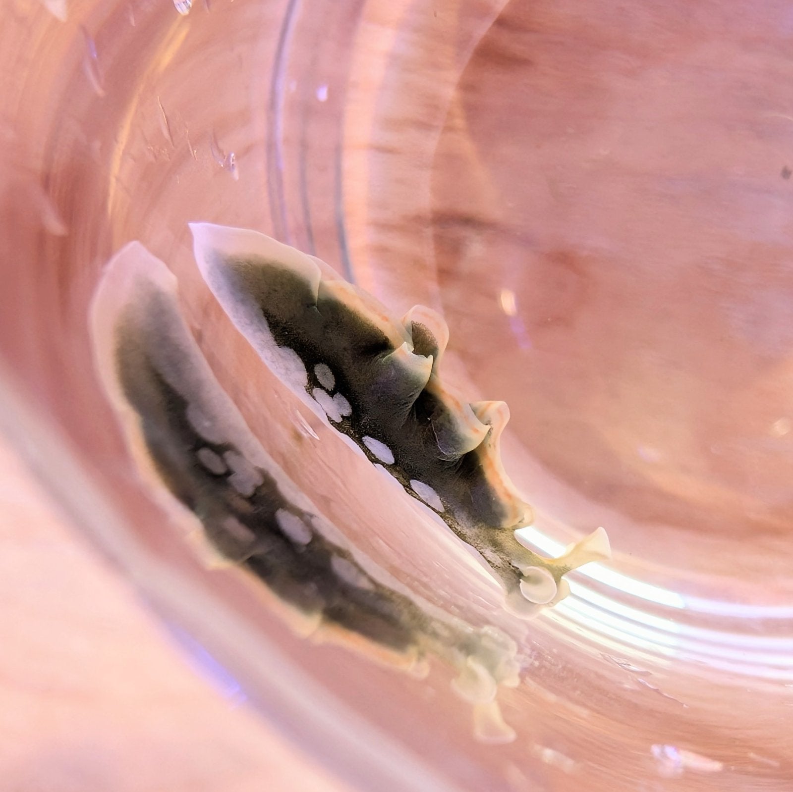 Lettuce Sea Slug – MN Aquatics