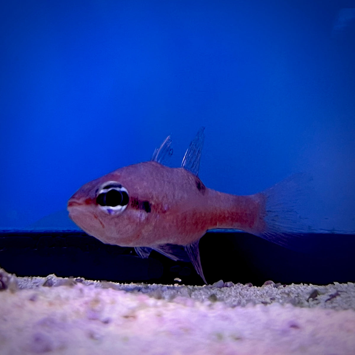 Flame Cardinalfish – MN Aquatics
