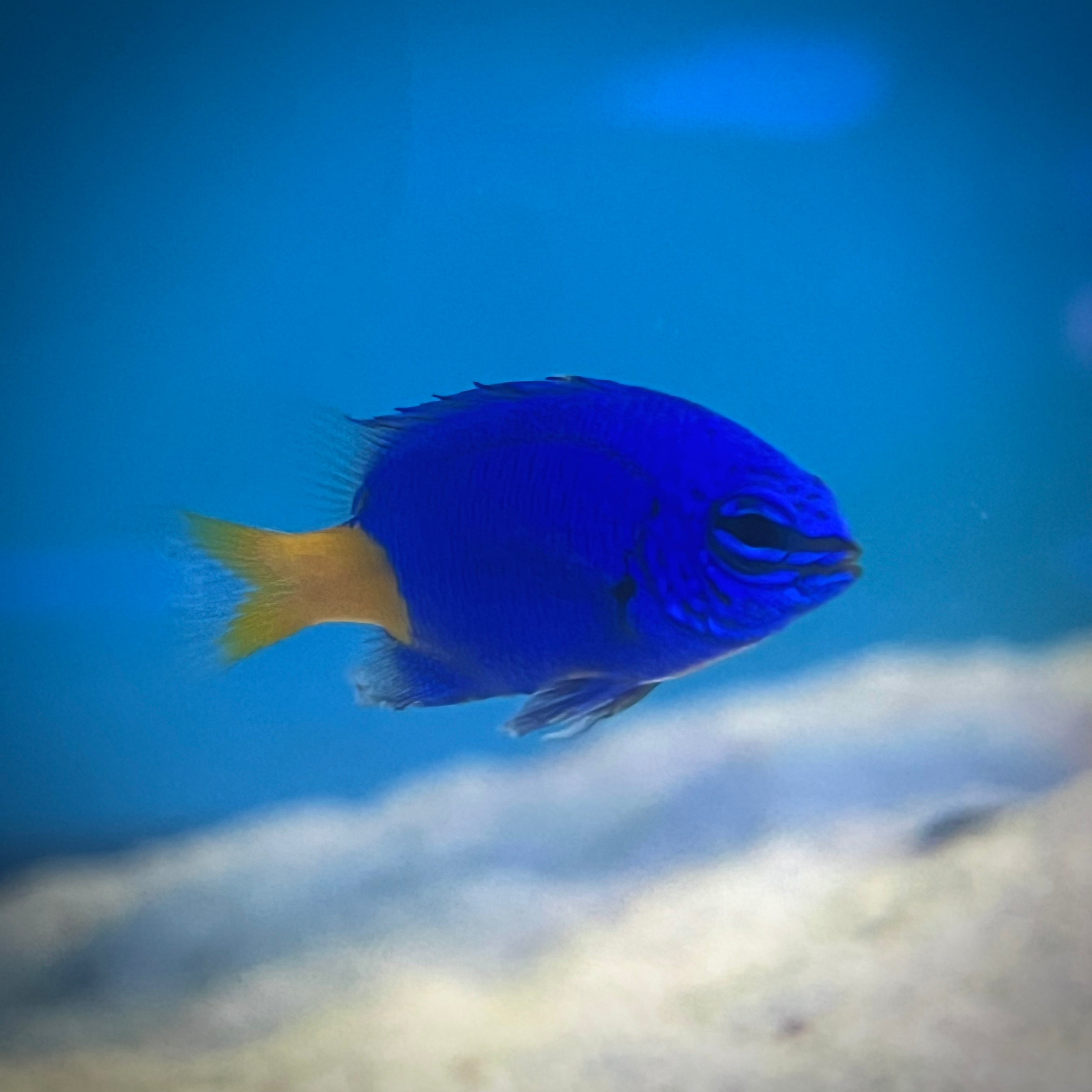 Yellow Tail Blue Damsel – MN Aquatics