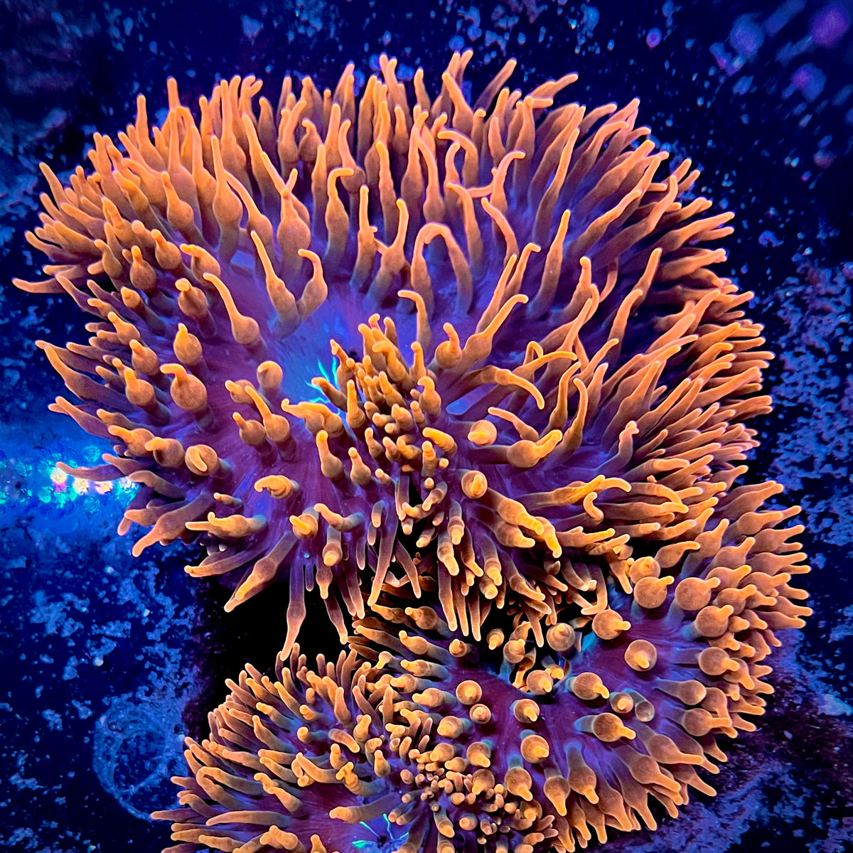 Rose Bubble Tip Anemone – MN Aquatics