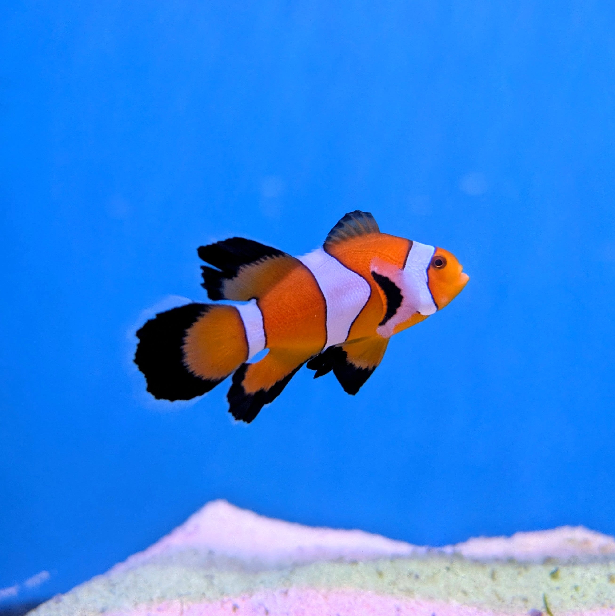 Longfin Ocellaris Clownfish – MN Aquatics