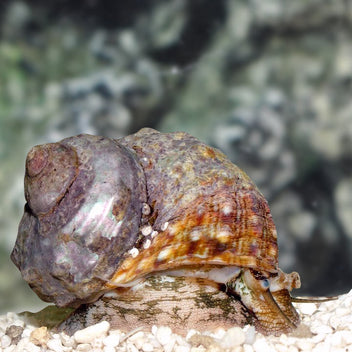 Mexican Turbo Snail – MN Aquatics