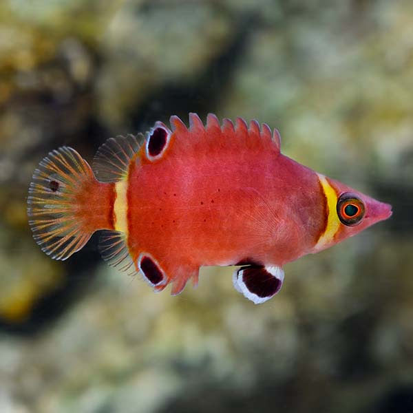 Yellow Banded Possum Wrasse – MN Aquatics