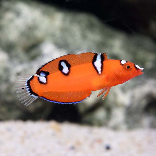 Red Coris Wrasse – MN Aquatics